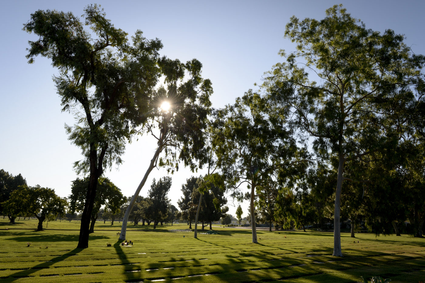 Heat Wave - Forest Lawn