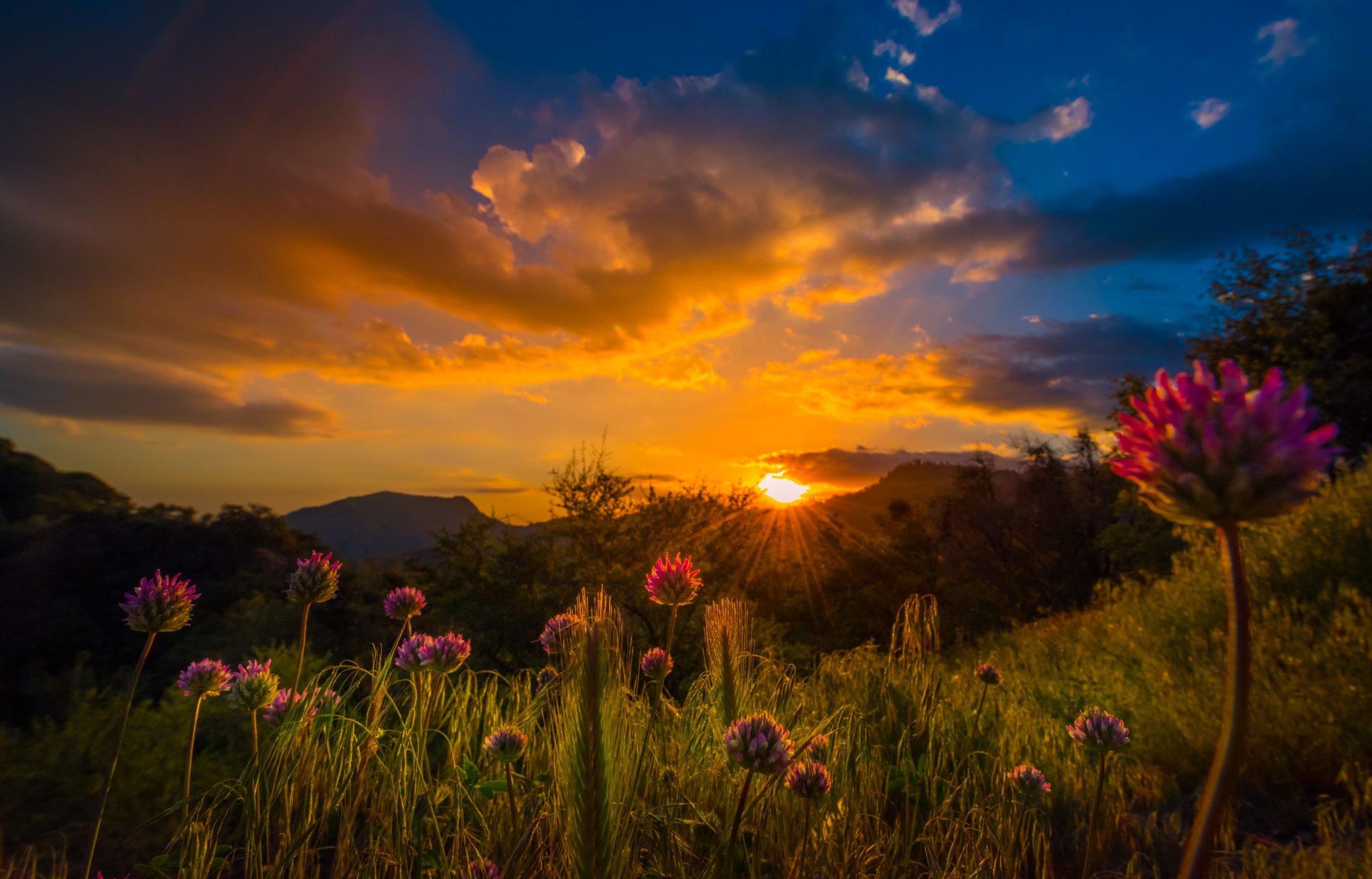 Wild,Clover,Flowers,At,Sunset,Sequoia,National,Park,California - Forest ...